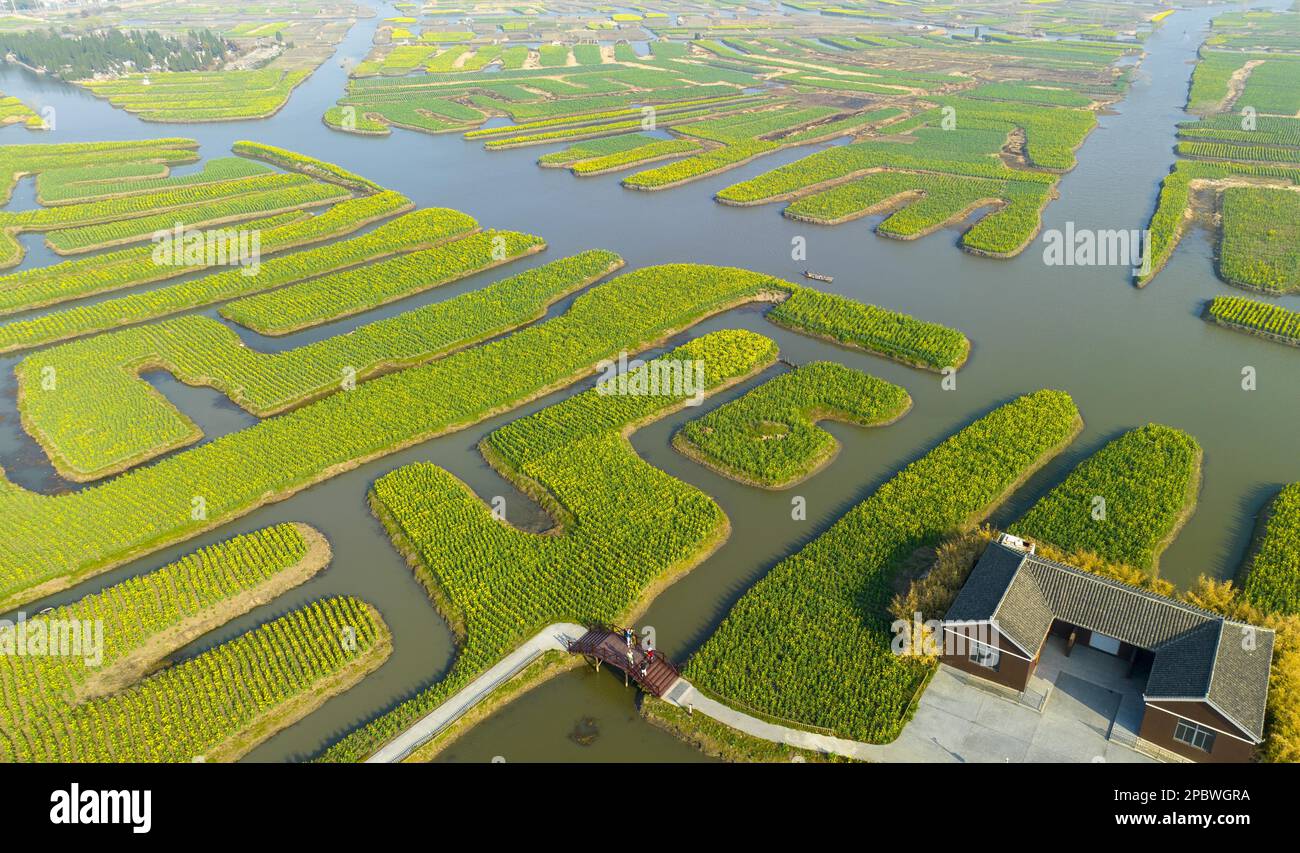 Aerial photo shows the splendid scenery of blooming rapeseed flowers at ...