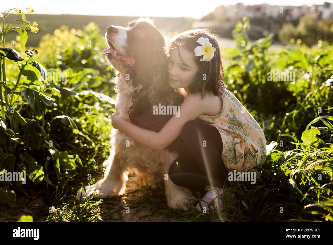 Dog in flower field hi-res stock photography and images - Alamy