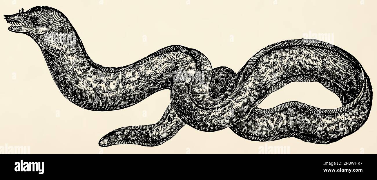 The fish - Mediterranean moray (Muraena helena). Antique stylized ...