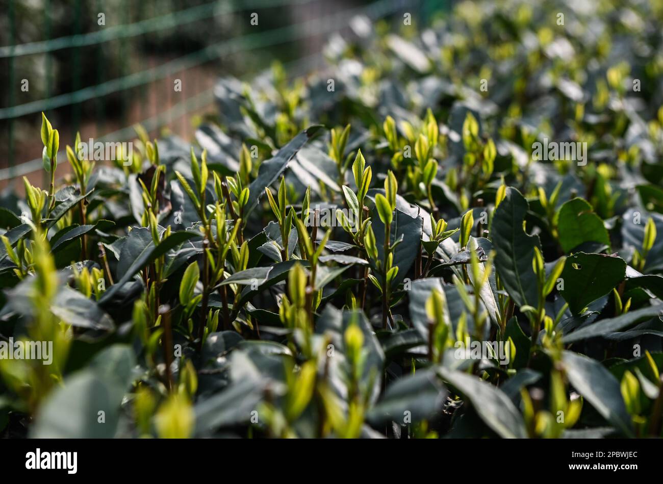 Hangzhou. 13th Mar, 2023. This photo taken on March 13, 2023 shows ...