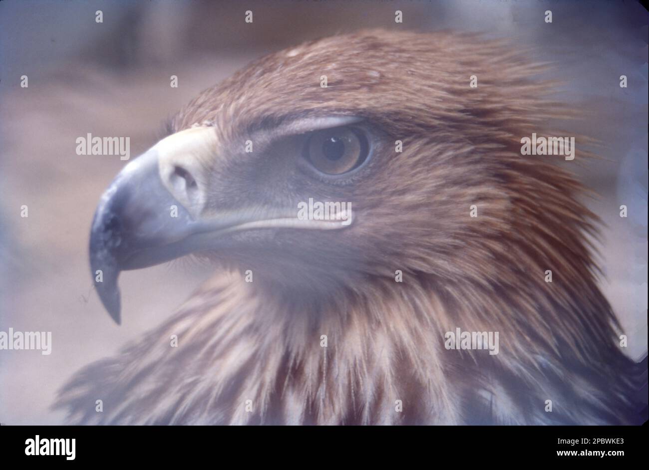 Eagles are among the largest and most powerful birds in the world ...