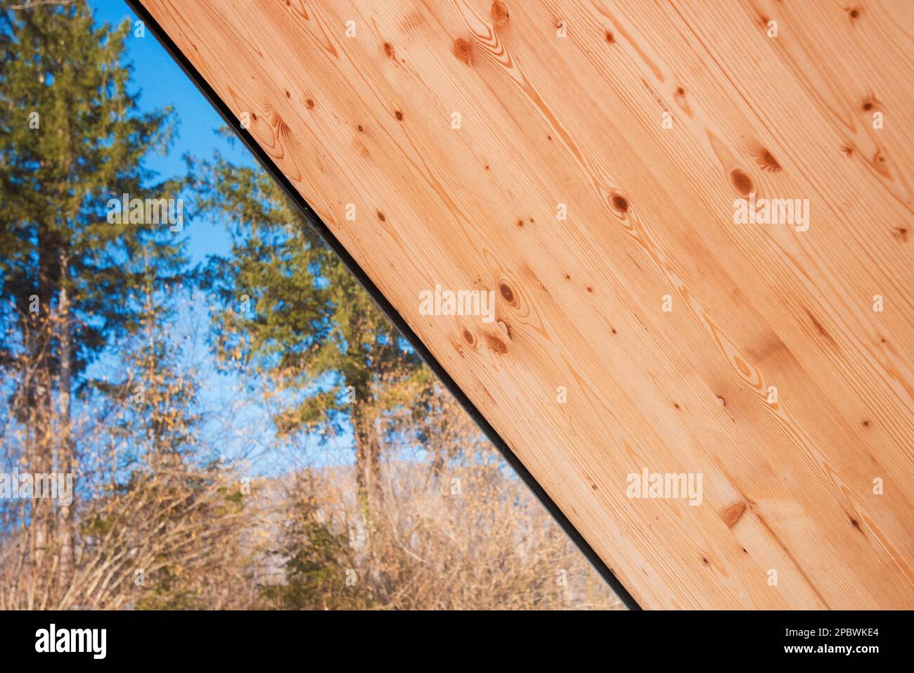 Pinewood wall covering and view of pine tree woods through the window ...