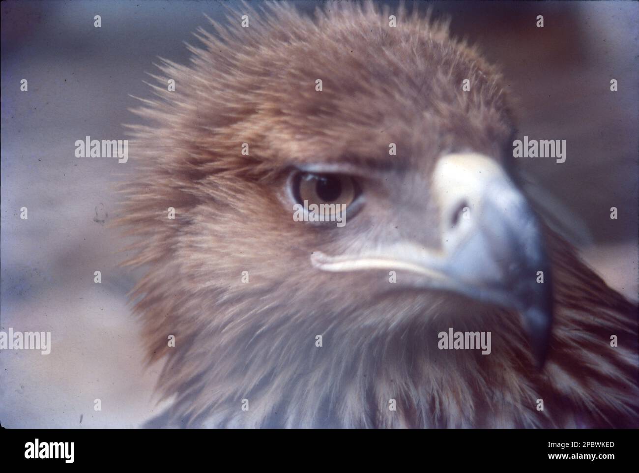 Eagles are among the largest and most powerful birds in the world ...