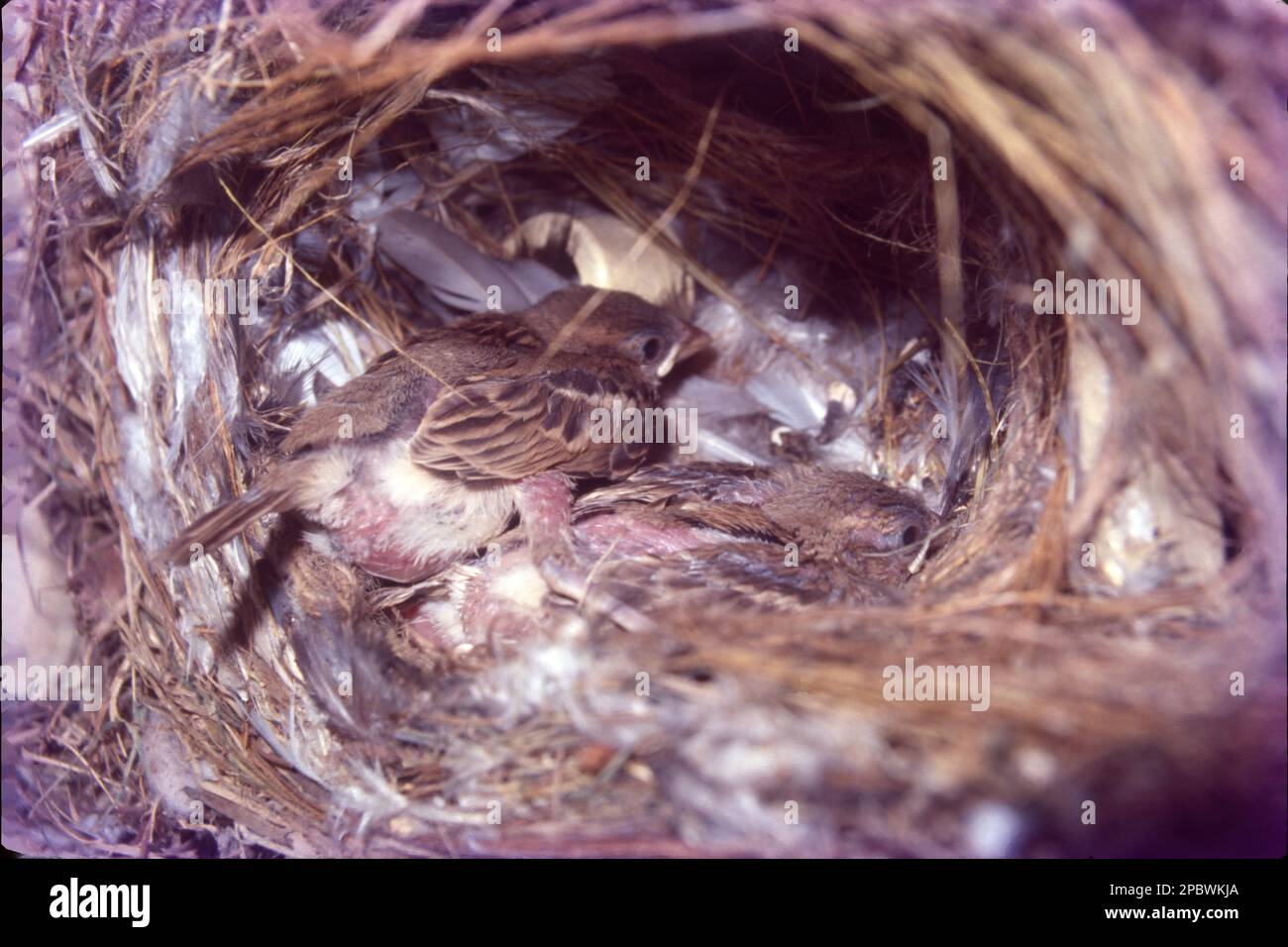 House sparrows use a broad range of materials for nest building ...