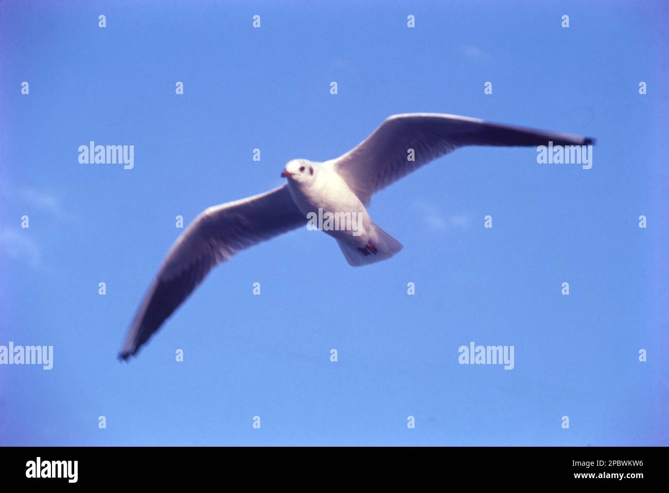 Near gate way of india hi-res stock photography and images - Alamy