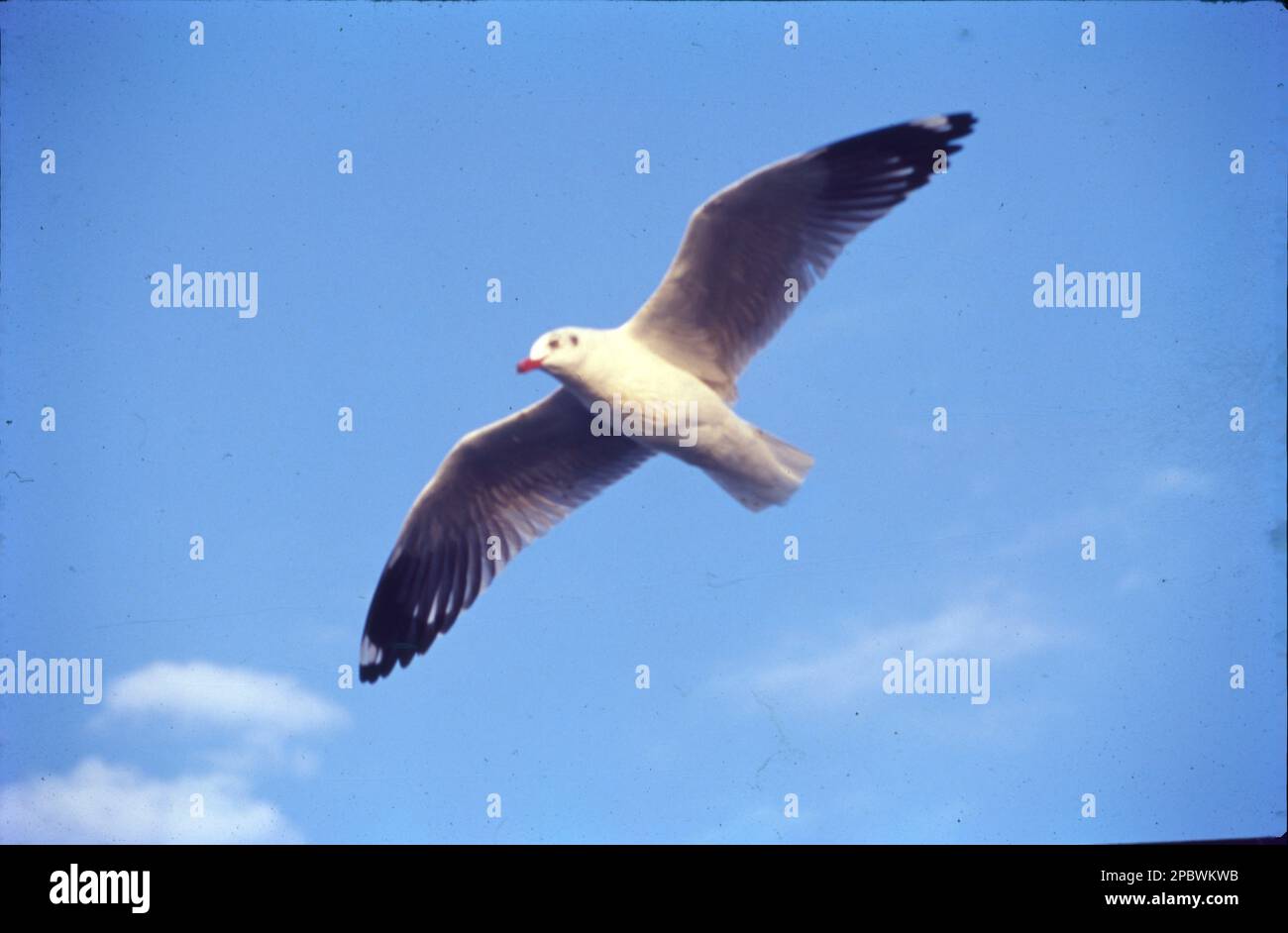 Near gate way of india hi-res stock photography and images - Alamy