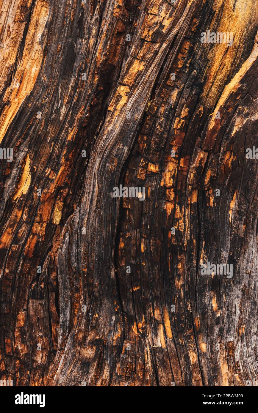 Texture of an old tree trunk with small cavity holes as background ...