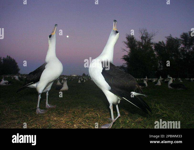 Laysan albatrosses, also known as gooney birds, are shown on Midway ...