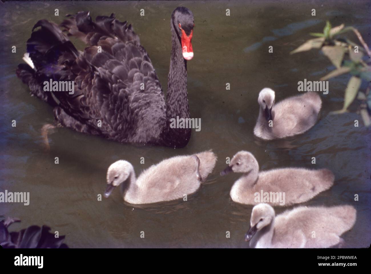The black swan (Cygnus atratus) is a large waterbird, a species of swan ...