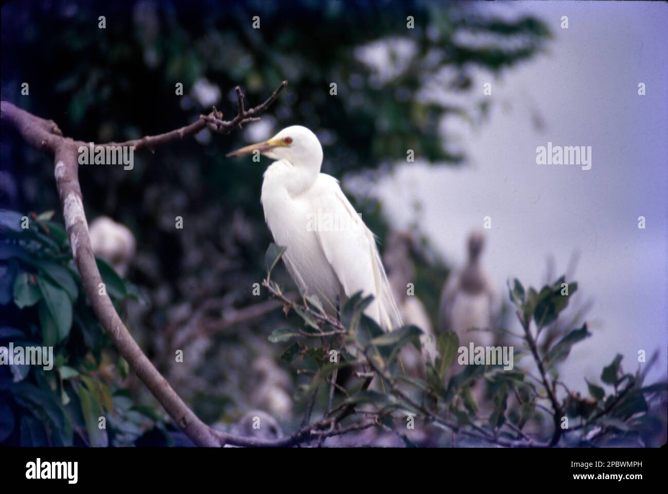 Egrets (Ardeidae) are herons, generally long-legged wading birds, that ...