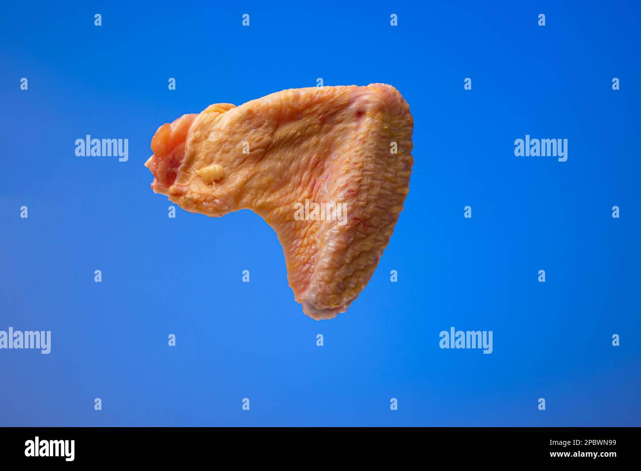 Raw uncooked fresh chicken wing. Close up studio shot, isolated on blue ...