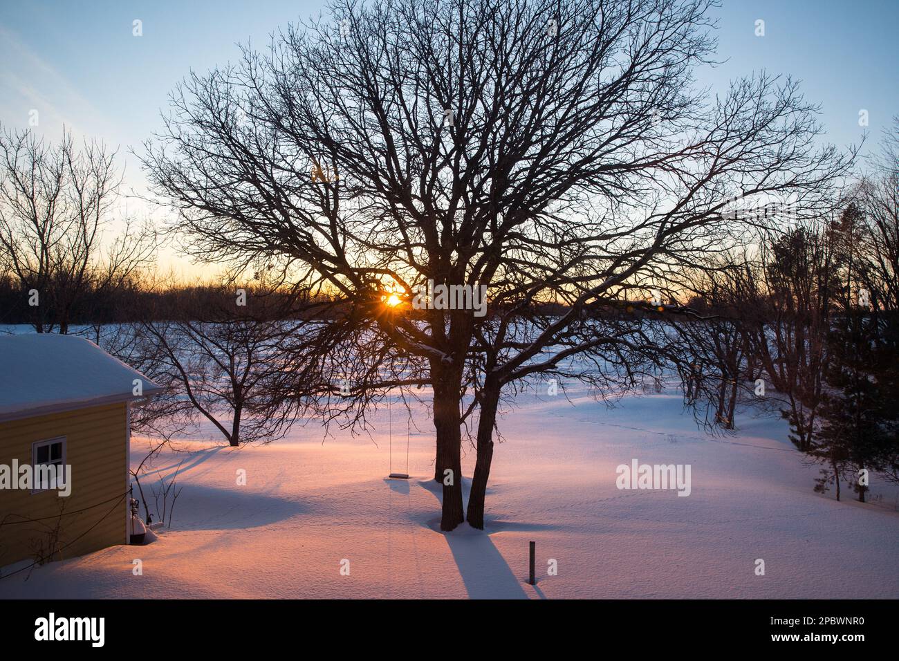 Beautiful backyard with a large oak tree in winter at sunset Stock ...