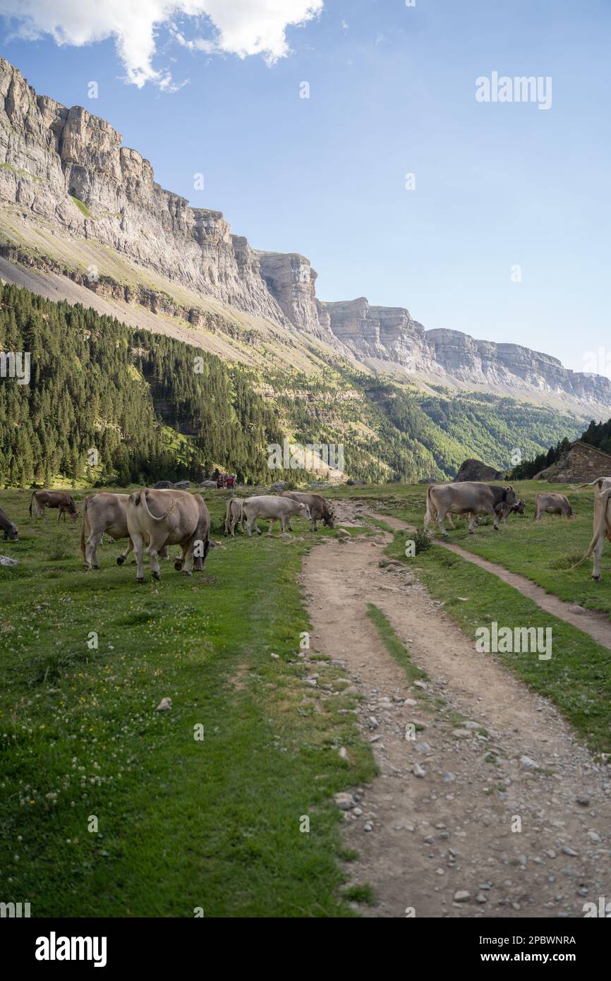 cows pacing free in the valley of Ordesa National Park, Spanish ...