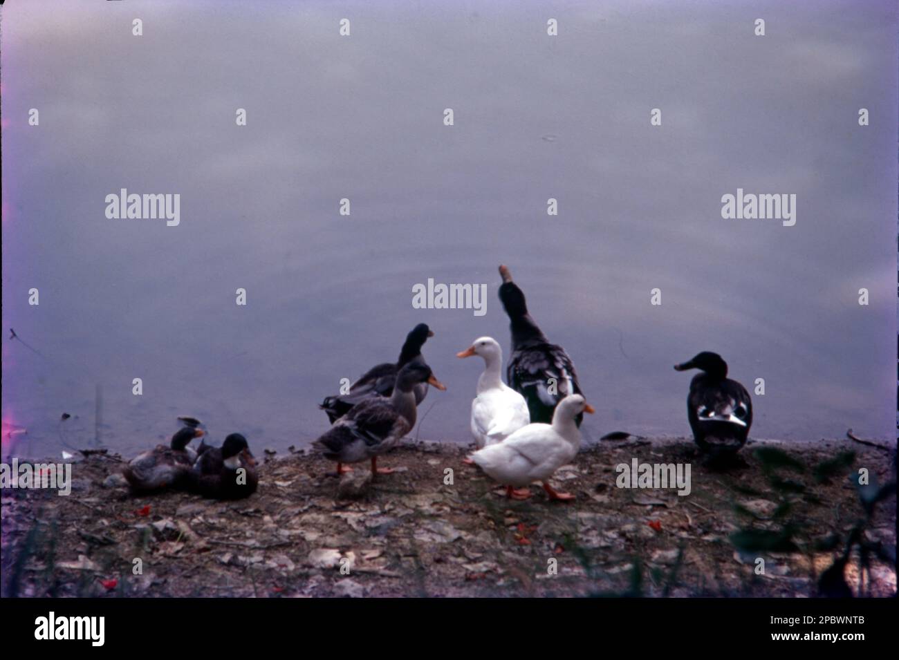 Many similar species hi-res stock photography and images - Alamy