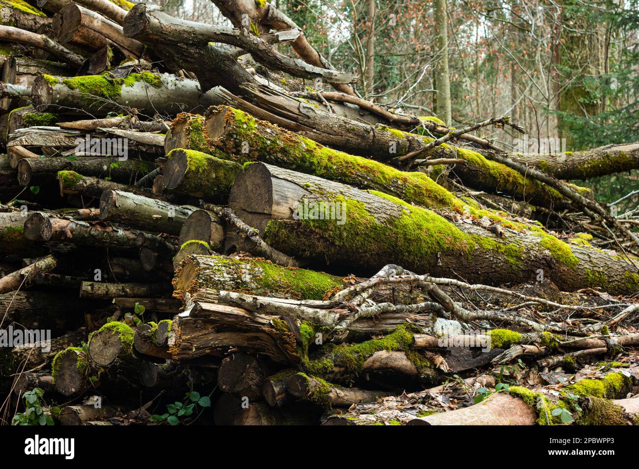 Stacked moss covered tree trunks in the forest. Planned forestry ...