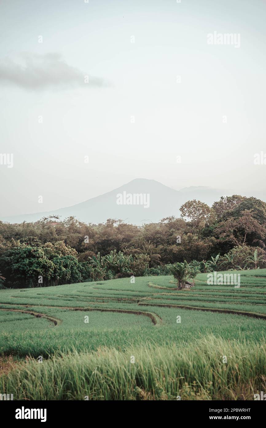 volcano in background on rice fields Stock Photo - Alamy