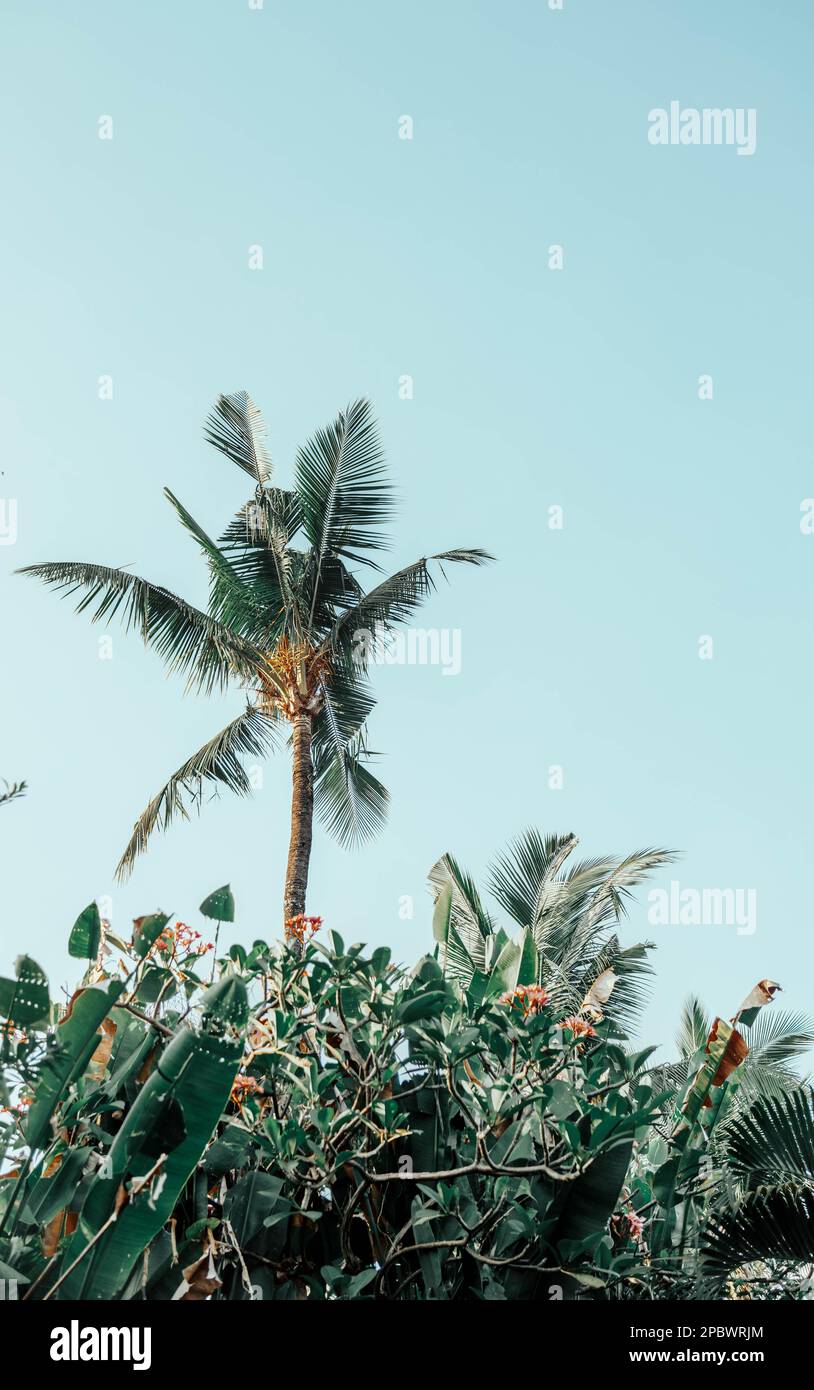 tropical palm tree in bali Stock Photo - Alamy