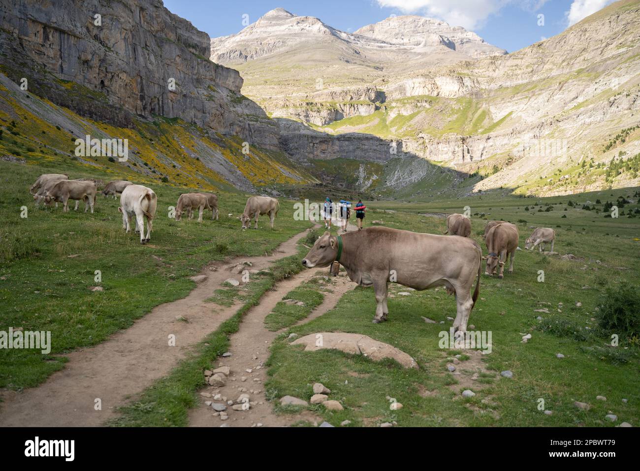 cows pacing free in the valley of Ordesa National Park, Spanish ...