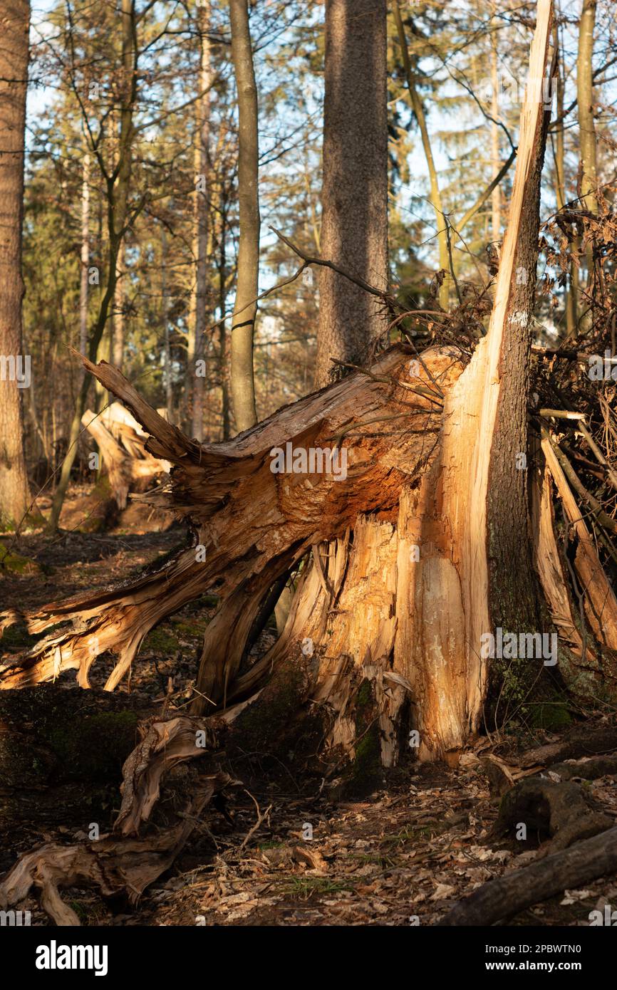 Splintered tree texture hi-res stock photography and images - Alamy