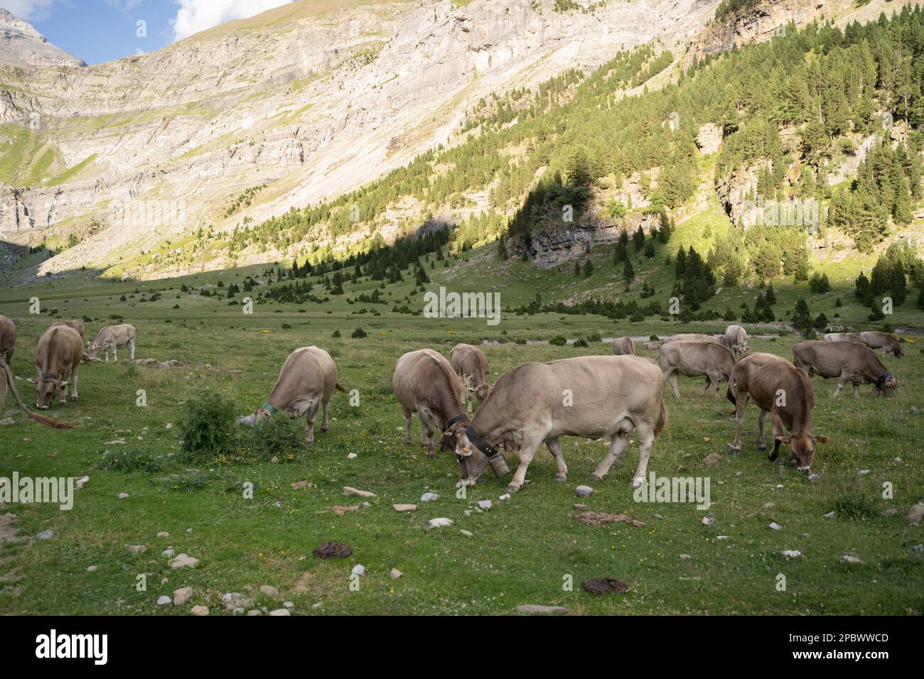cows pacing free in the valley of Ordesa National Park, Spanish ...