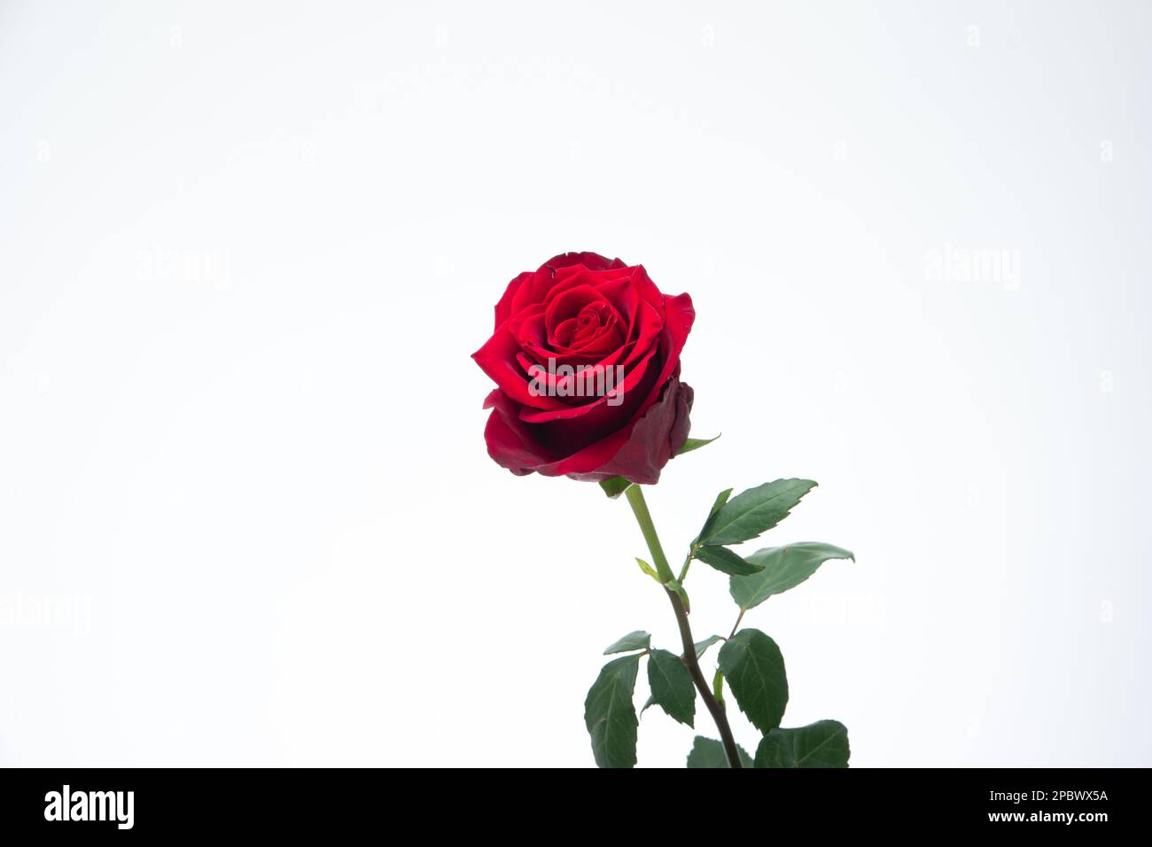 Single stem of blooming fresh red rose. Close up studio shot, isolated ...