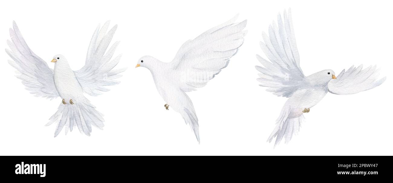 Watercolor white dove. Hand drawn watercolor illustration. decorative ...