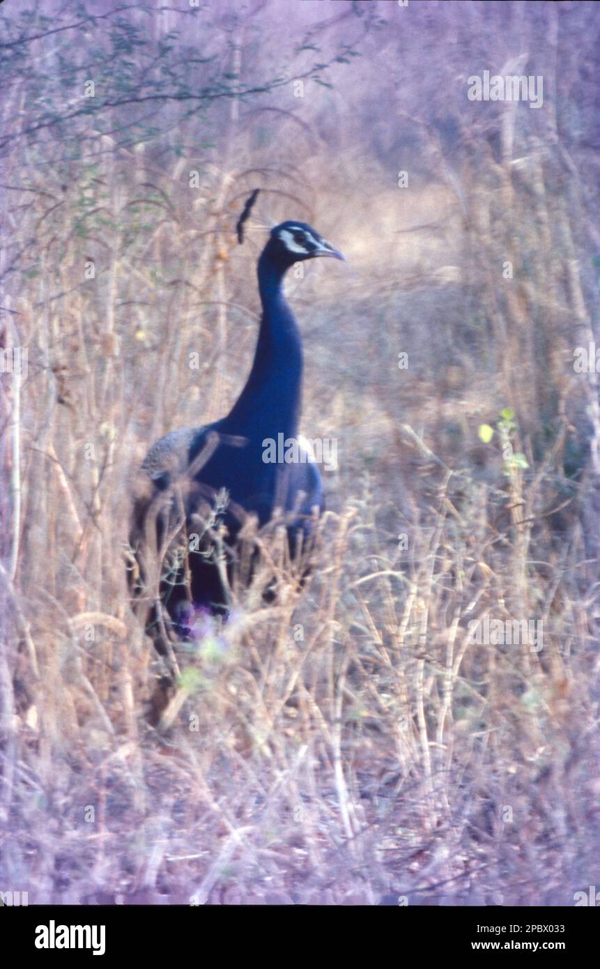 Peacock, Bird, Dwarka, Gujrat, India, India's National Brid Stock Photo ...