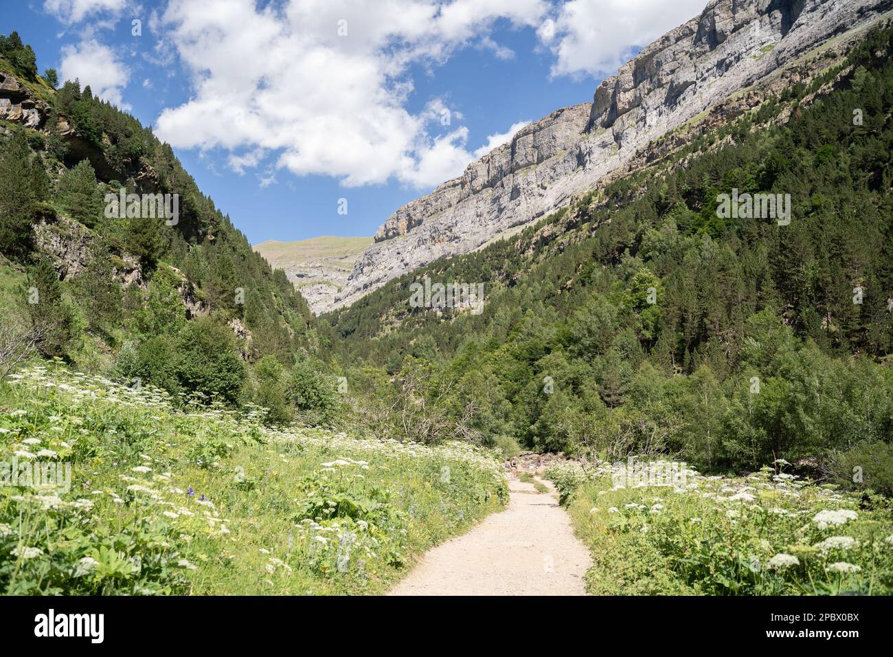 Mountain Canyon walls in the forests of Ordesa National Park in the ...