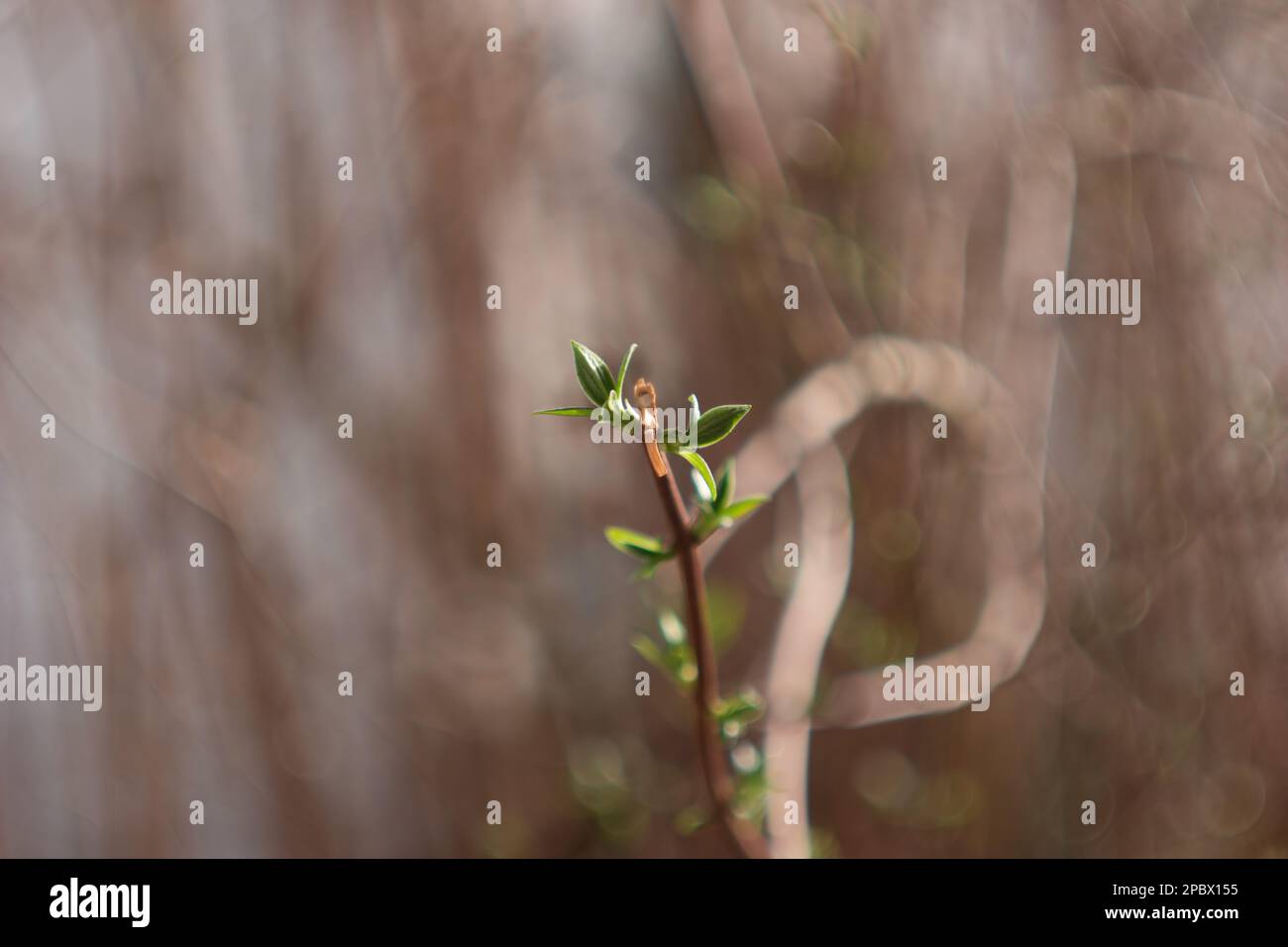 Early spring bush twig sprouts. First leaves growing out of forest ...