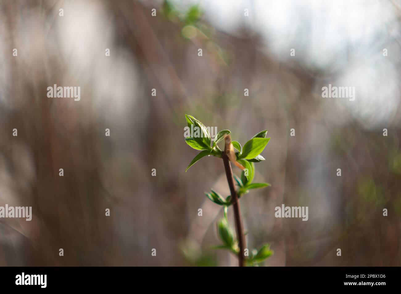 Early spring bush twig sprouts. First leaves growing out of forest ...