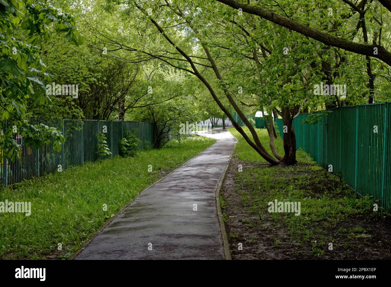 asphalt path in the rain, in spring Stock Photo - Alamy