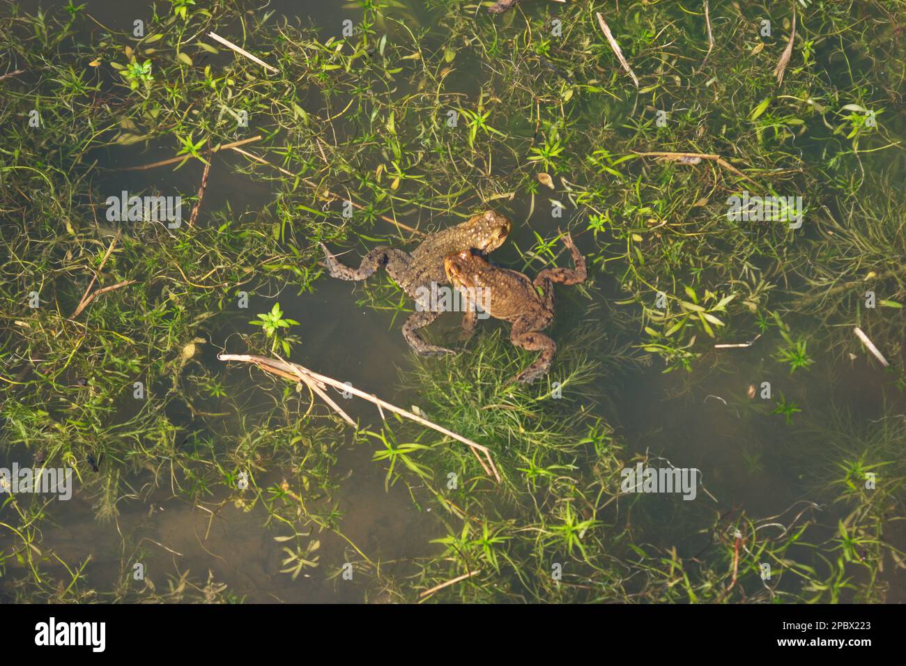 Common frogs swimming in a forest pond. Close up shot, top view, sunny ...