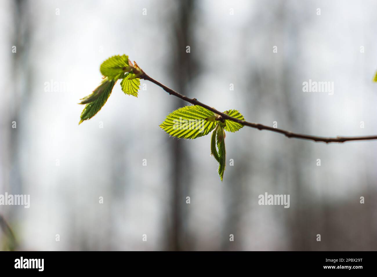 Show shallow hi-res stock photography and images - Alamy