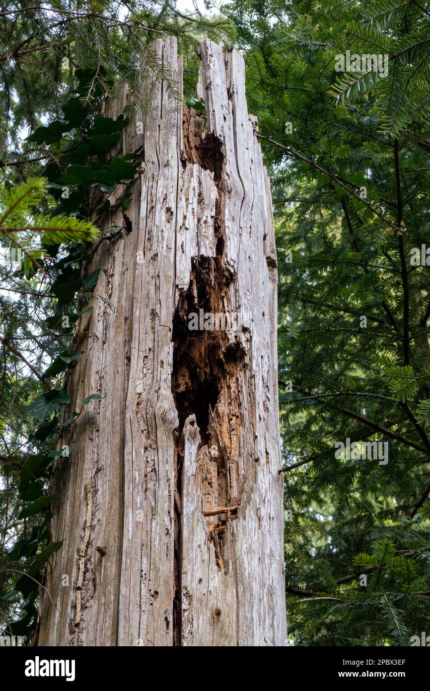 Dry and rotting tree trunk with large holes in the forest. Day time, no ...