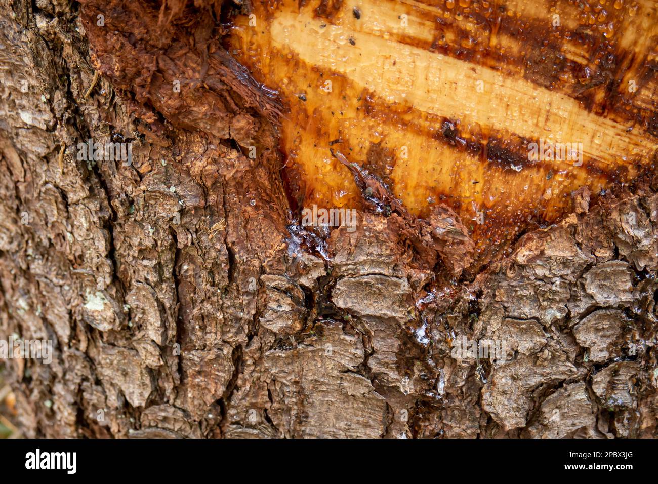 Tree bark resin sap from trunk wound. Close up shot, no people Stock ...