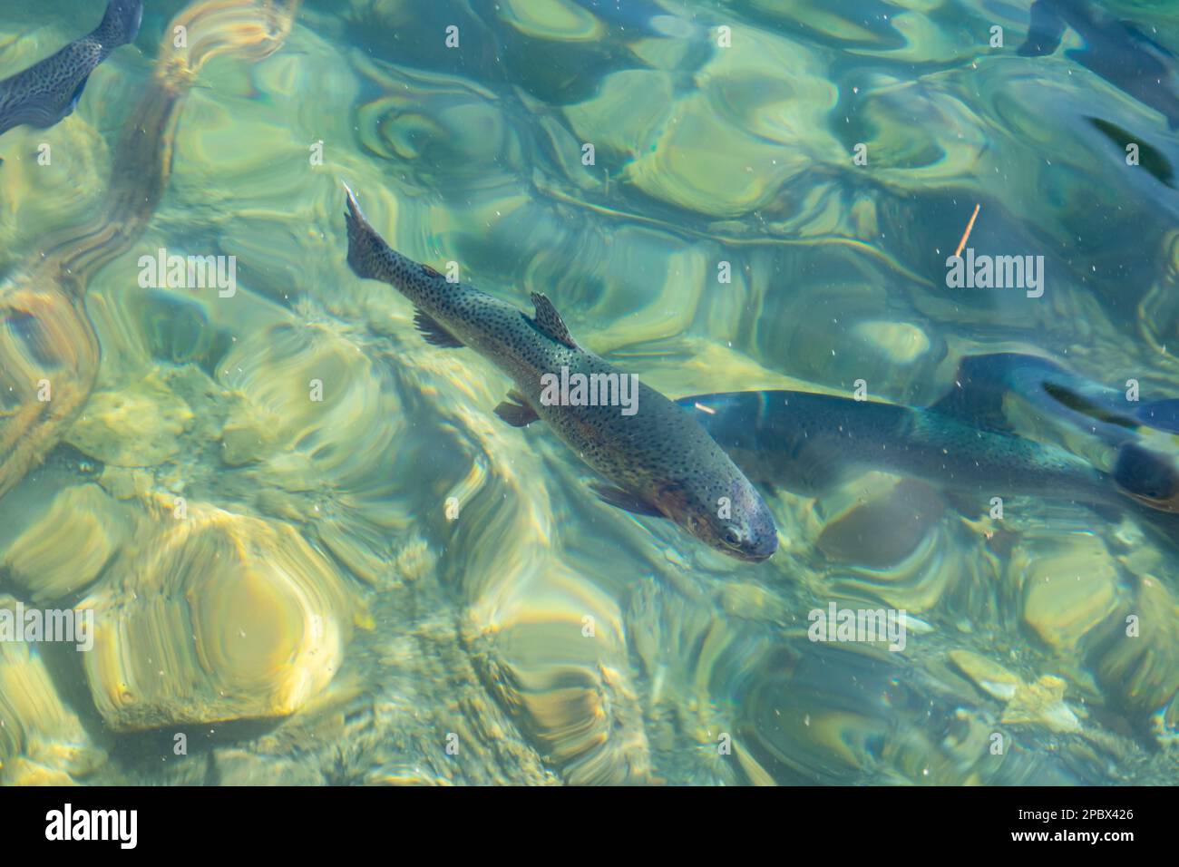 Wild trout fish swimming in a fresh clear mountain river. Close up shot ...