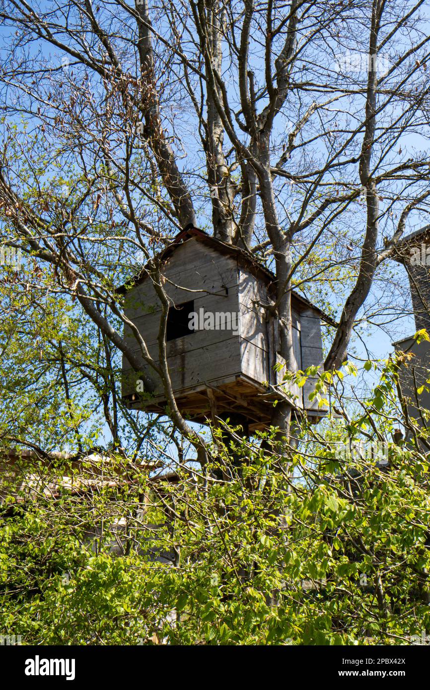 Kids empty tree house build between branches of large tree in the yard ...