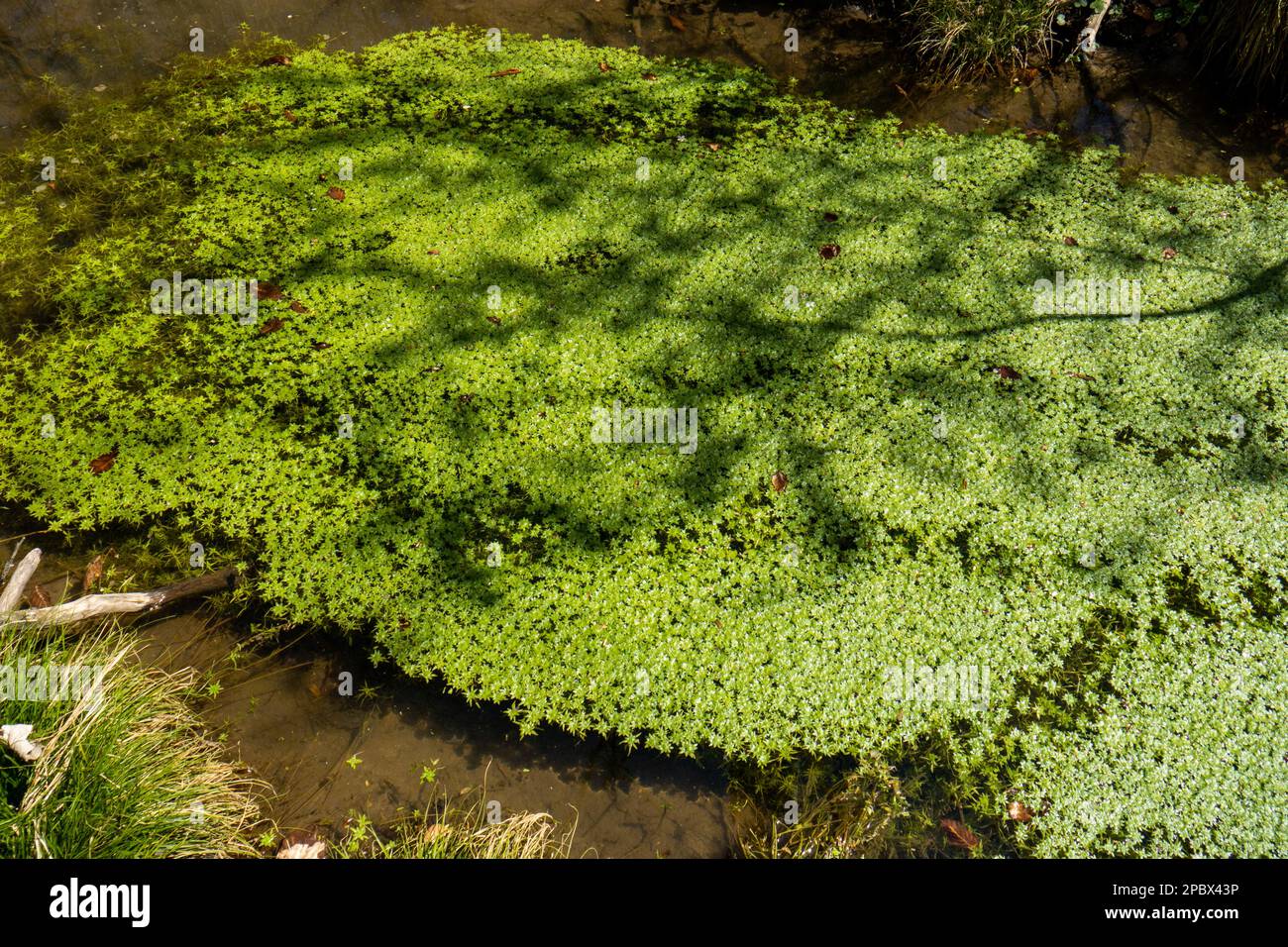 Green duck weed floating on a pond's water surface in a forest. Day ...