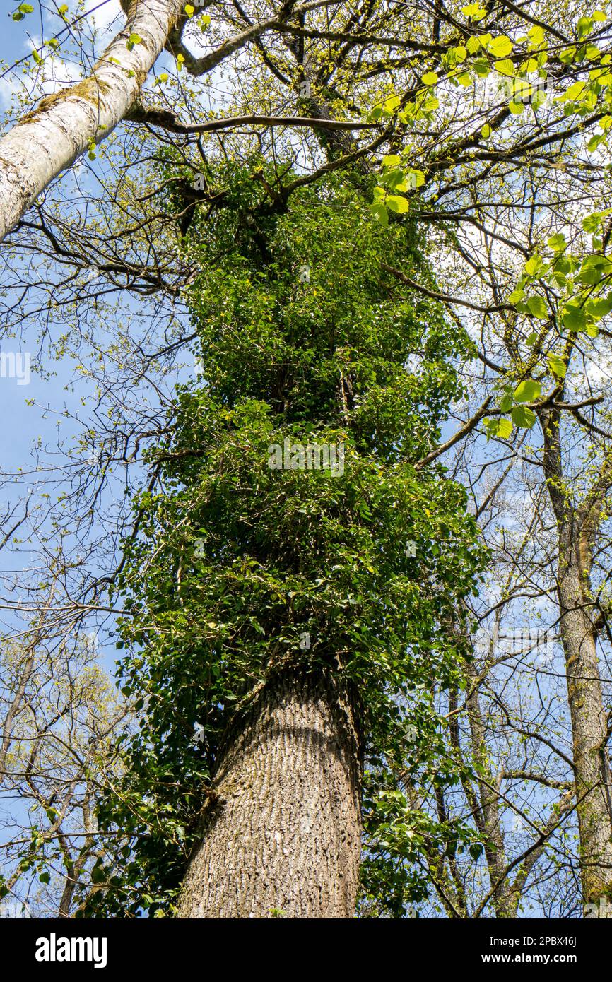 Green Liana parasite bush growing on a tree log in the forest. Wide ...