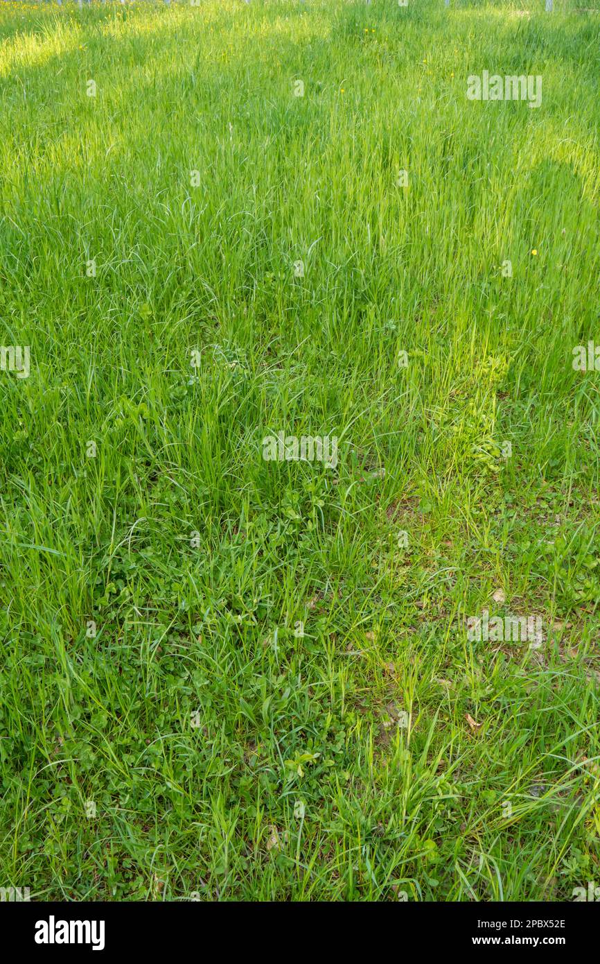 Empty grassy field no people hi-res stock photography and images - Alamy