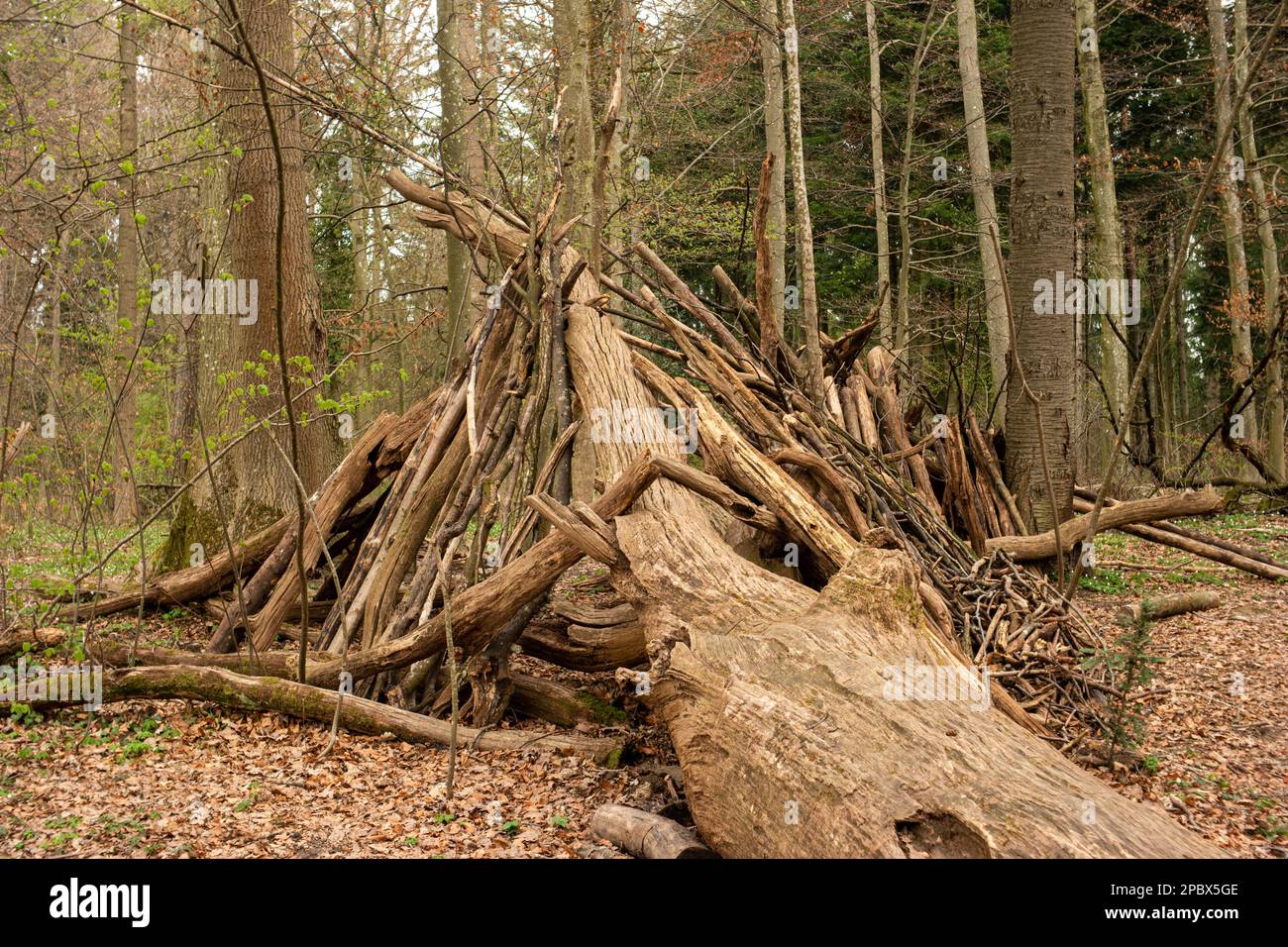 Playhouse made of twigs and sticks in a forest. Adventure hut in nature ...