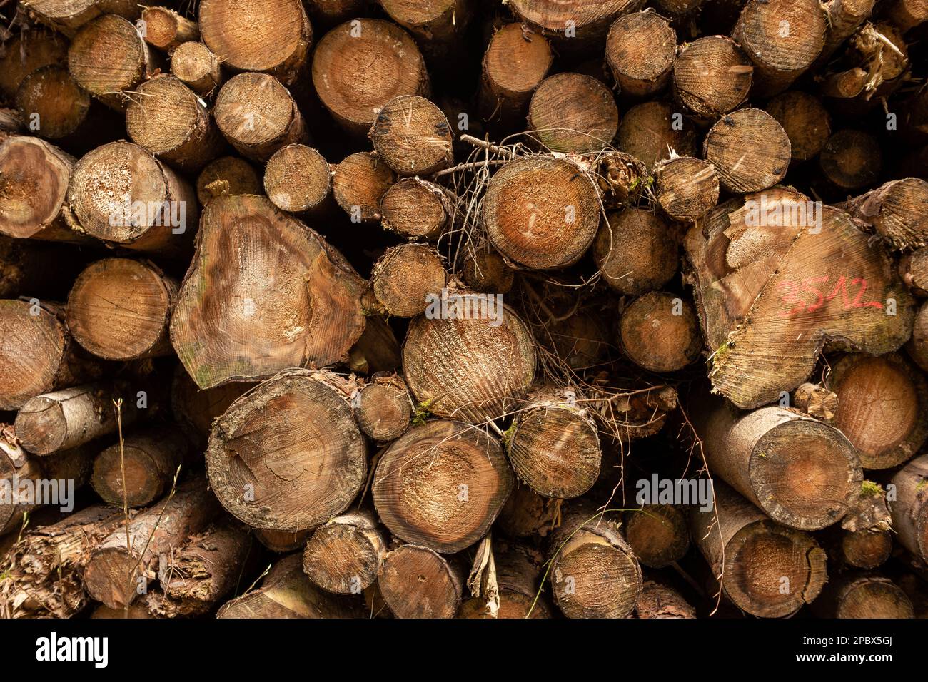Pile of stacked tree trunks in a forest. Forestry works, front view, no ...
