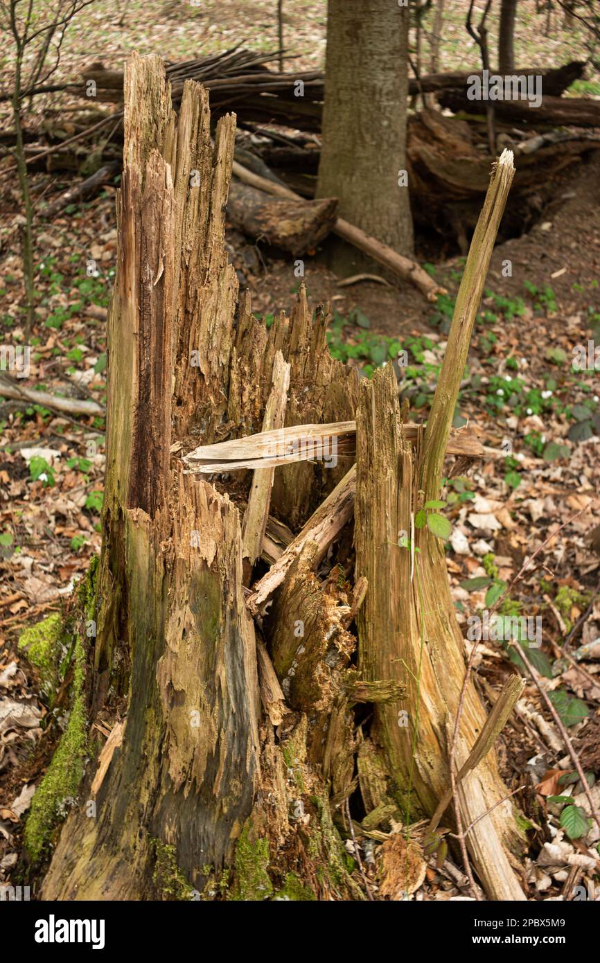Felt rotten split and splintered tree stump in the forest. Day time, no ...