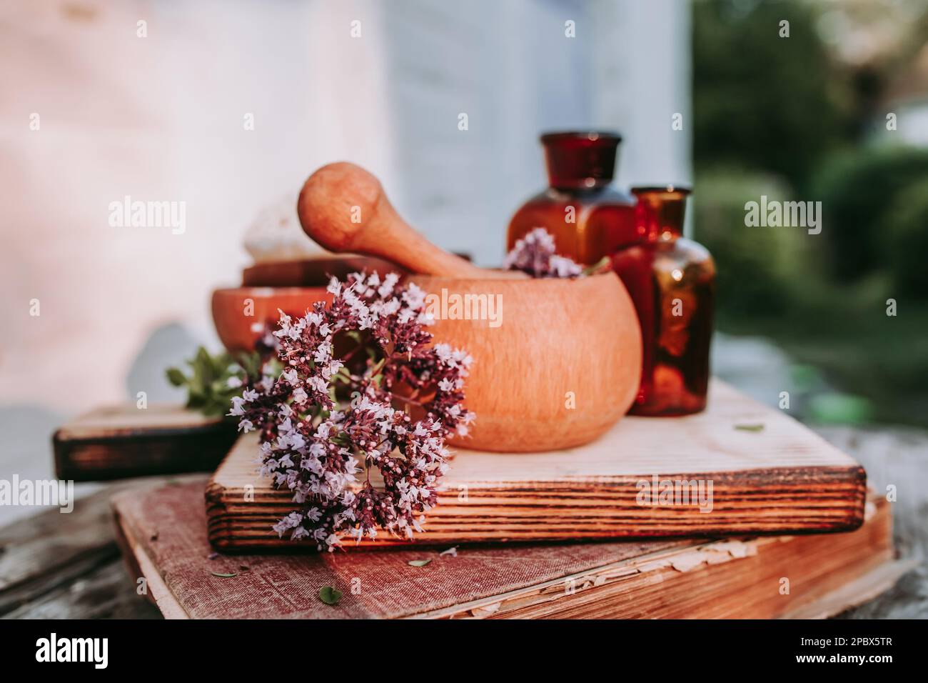 Oregano, Collect valuable flowers Origanum vulgare from moment of ...