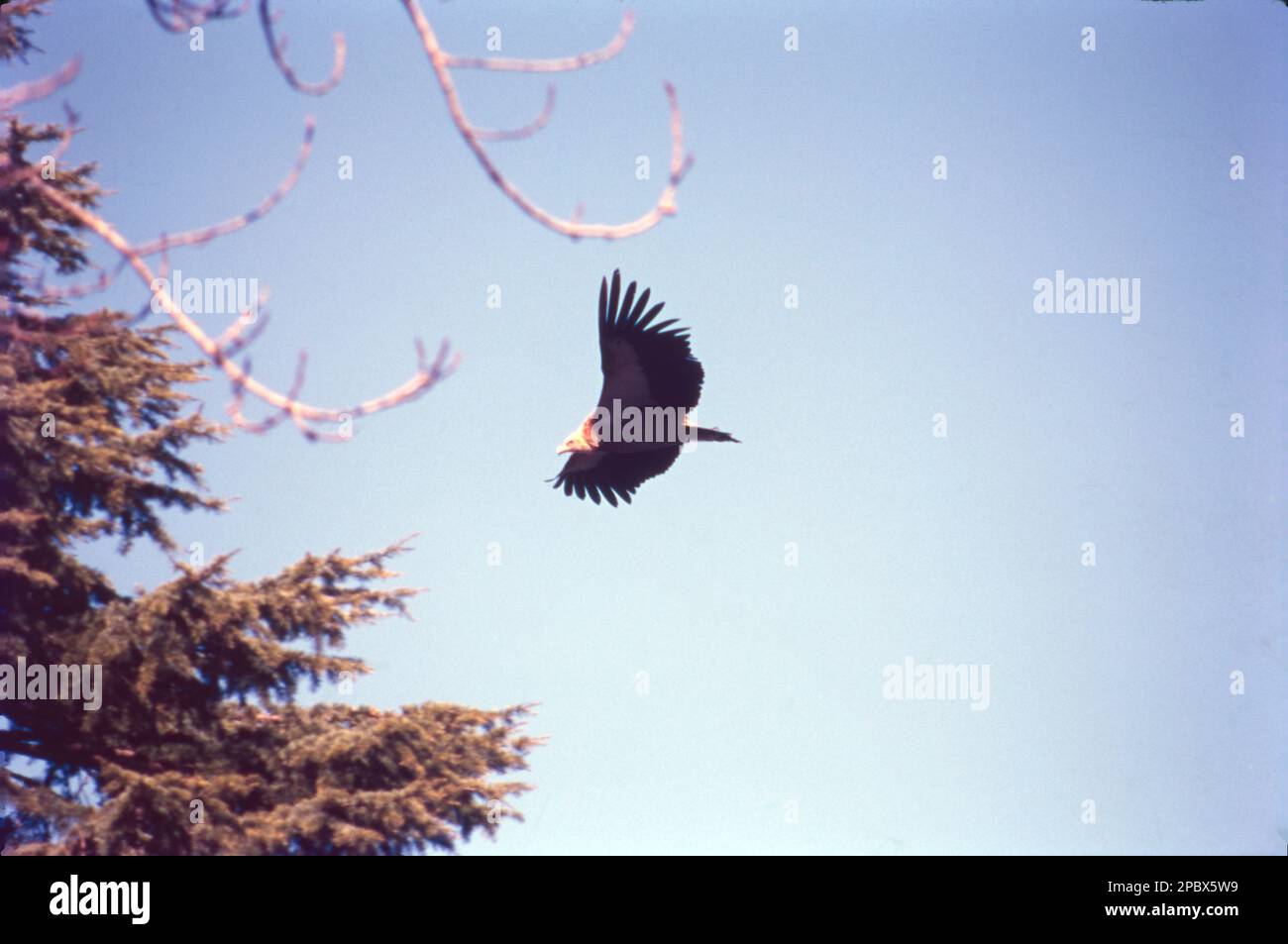 Eagles are among the largest and most powerful birds in the world ...