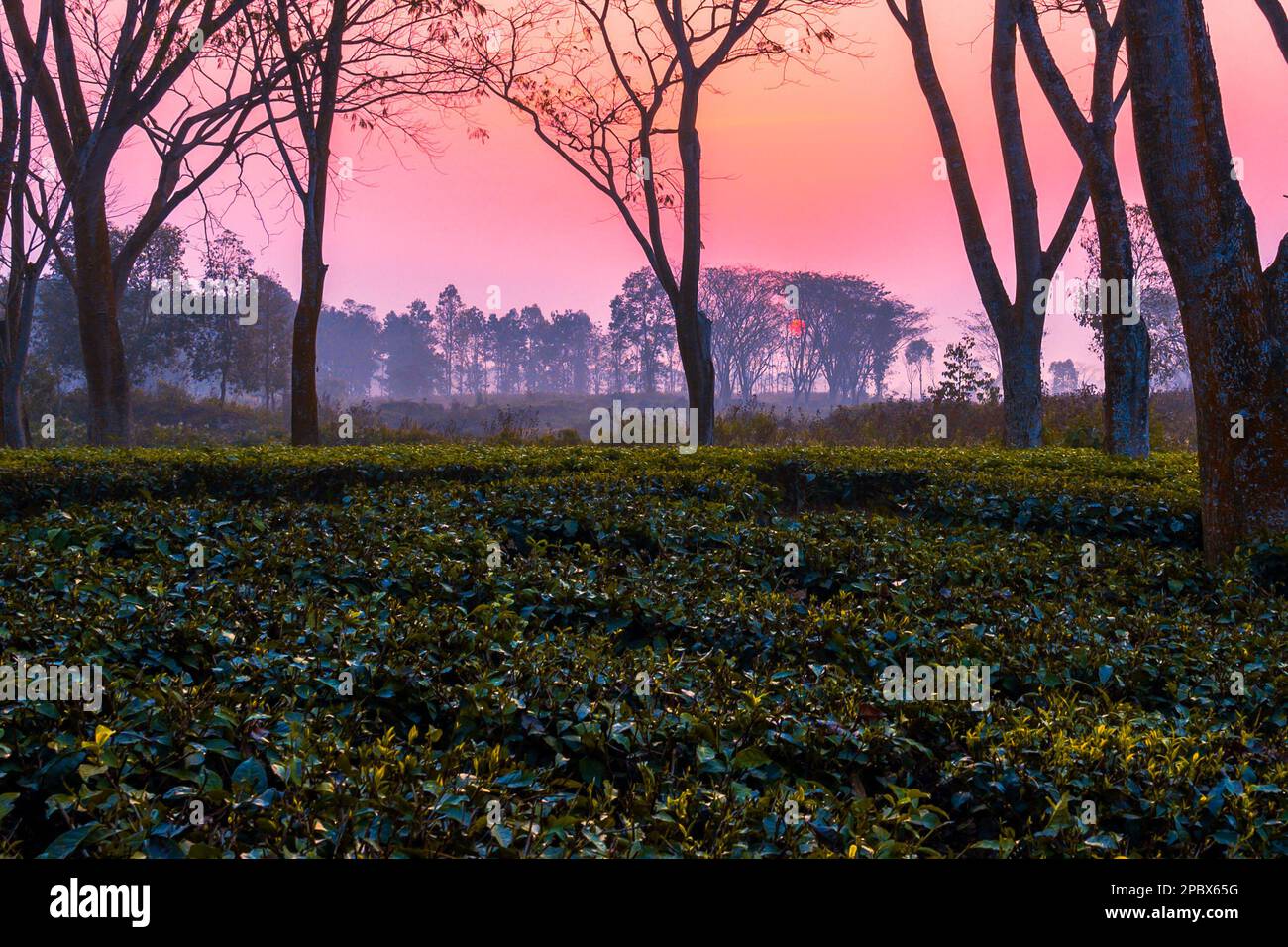 Sunrise in the tea garden. A beautiful sunrise at Latagudi with the ...