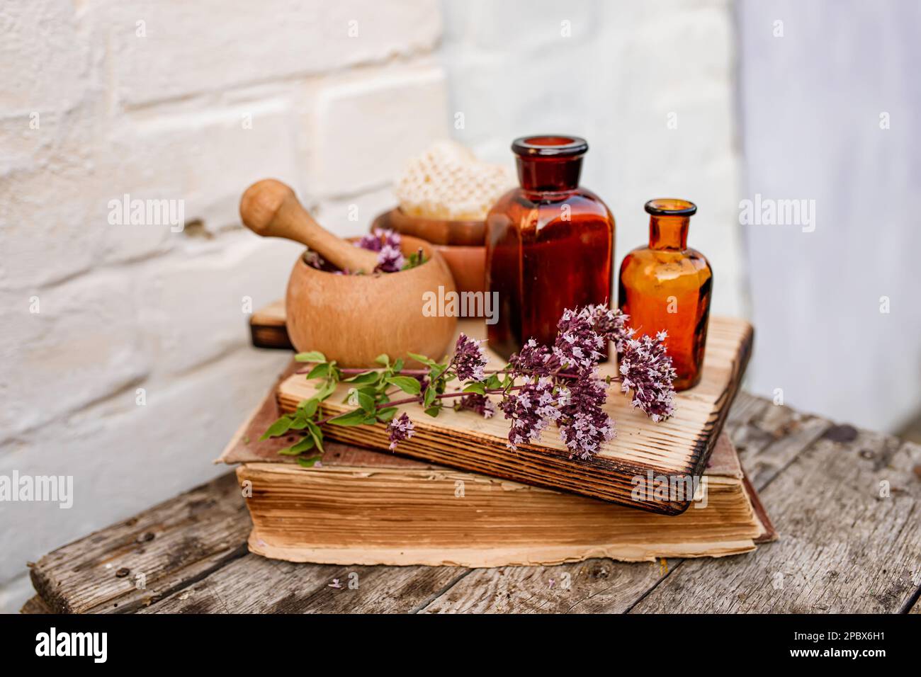 Oregano, Collect valuable flowers Origanum vulgare from moment of ...