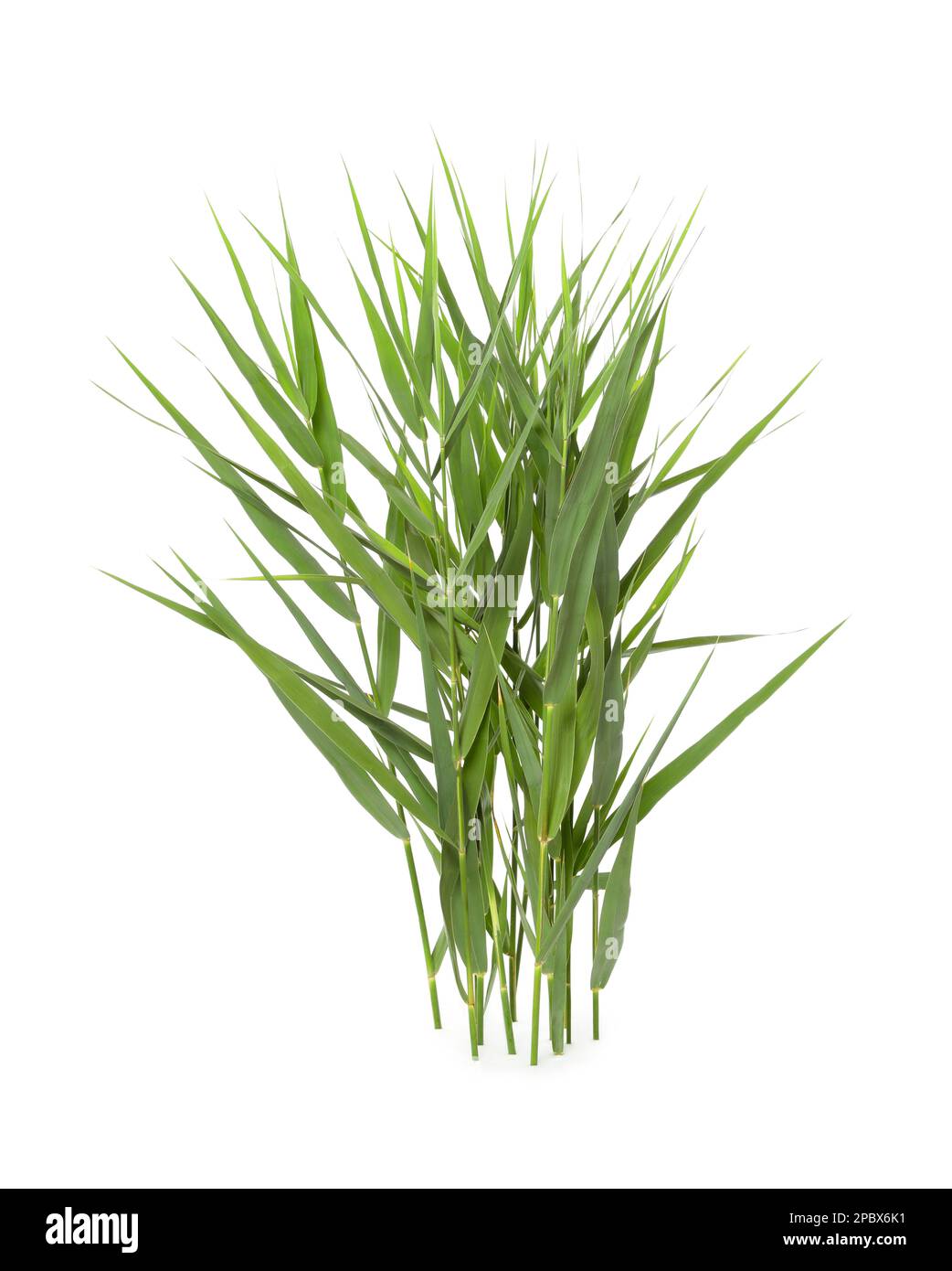 Beautiful reeds with lush green leaves on white background Stock Photo ...
