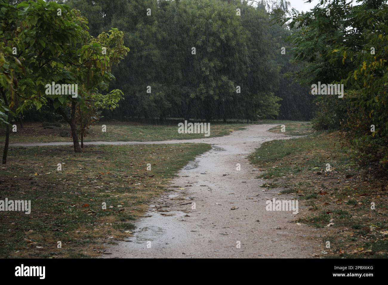 Beautiful rain drops falling tree hi-res stock photography and images ...