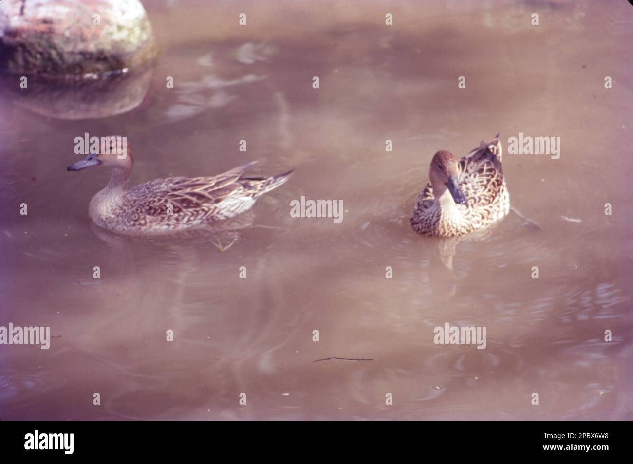 Ducks form a group of numerous bird species found in the family ...
